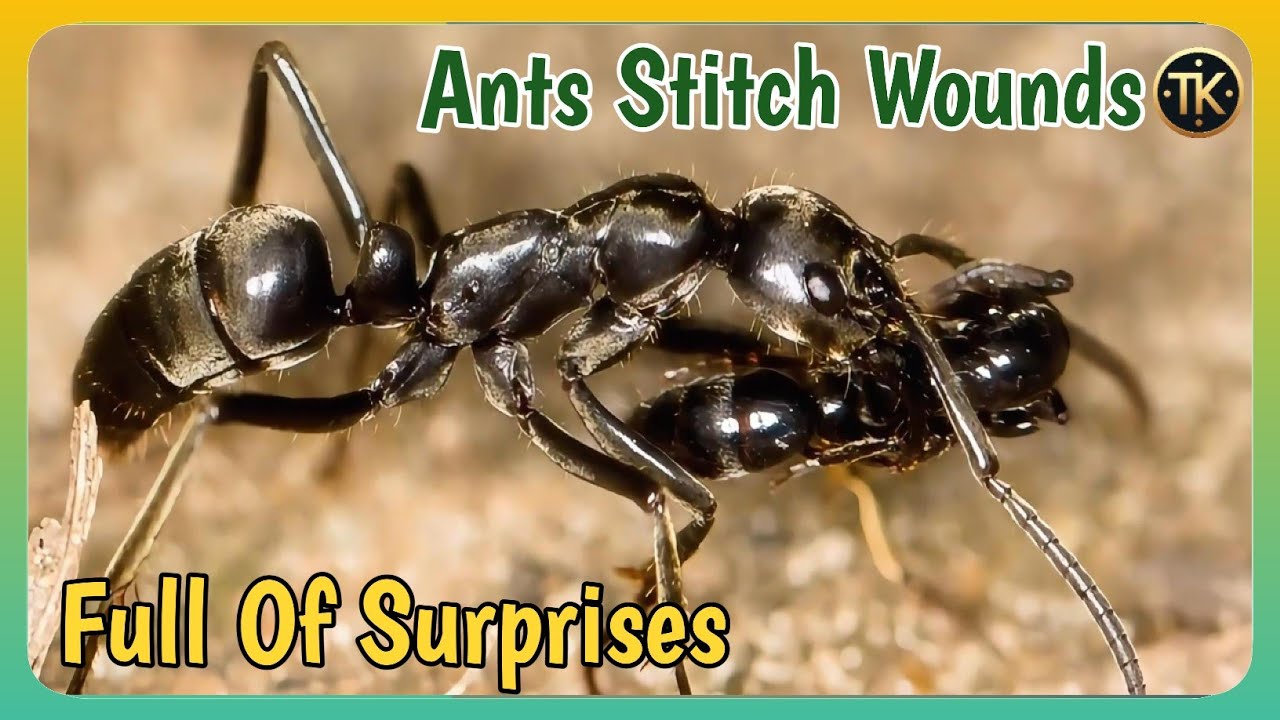 How Do Marching Ants Stitch Their Wounds? A Mystery From The Insect ...