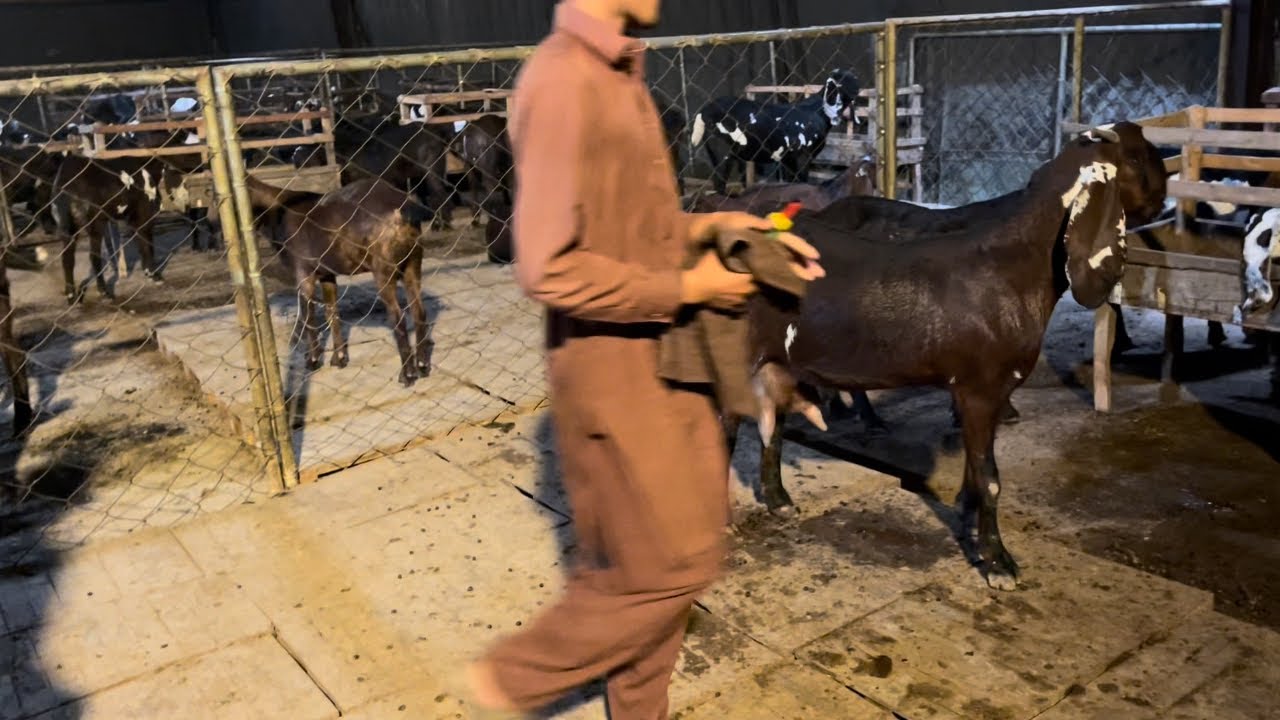 Goat Parturition || بکری نے دو لیلیاں پیدا کر دی - YouTube