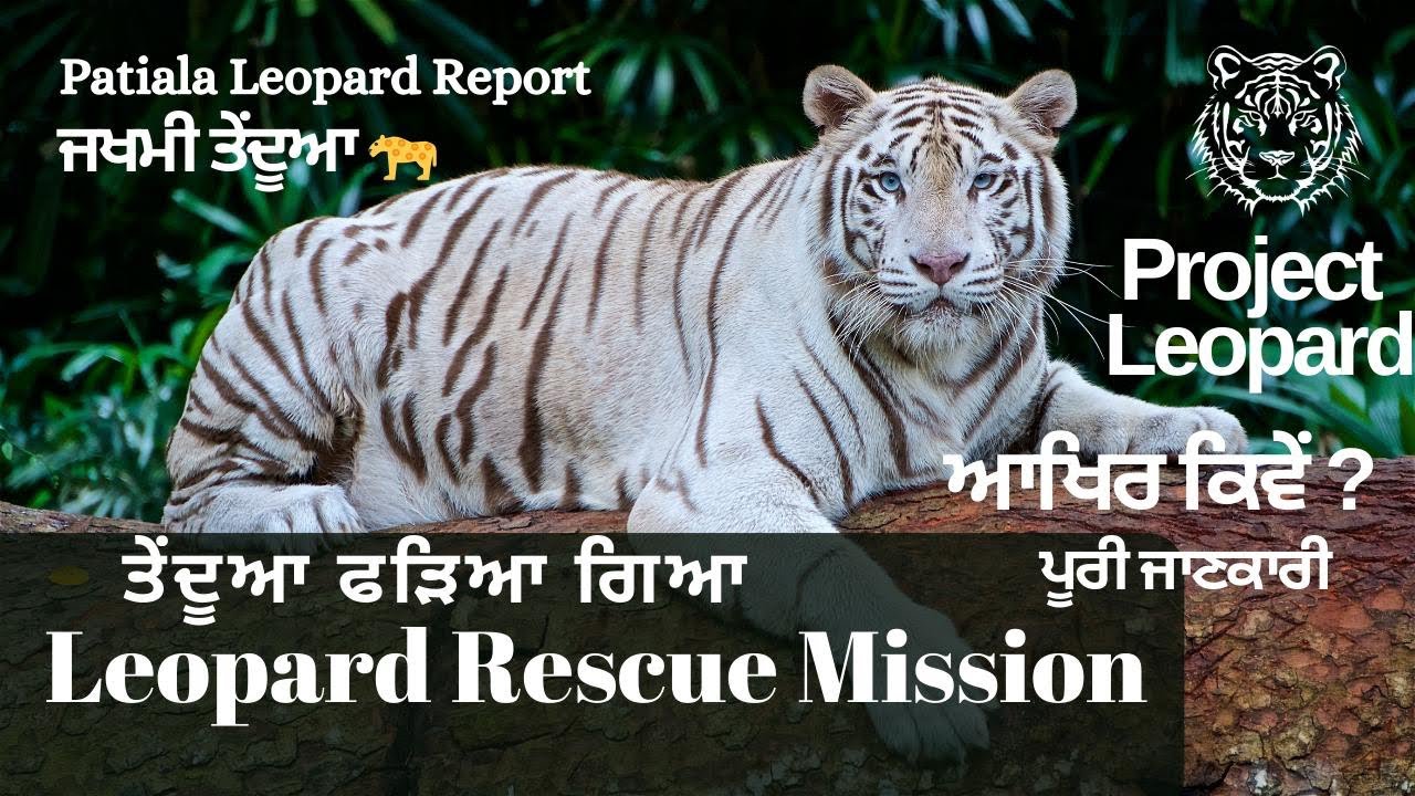 ਤੇਂਦੂਆ(Leopard) Patiala ਕਿਥੋਂ ਤੇ ਕਿਵੇਂ ਫੜਿਆ ਗਿਆ #trending #leopard # ...