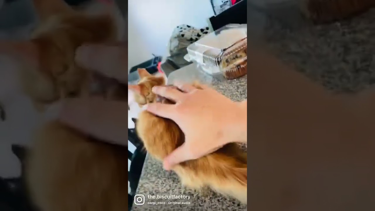 Cat goes MEEP MEEP MEEP 😼 | #TBFShorts - YouTube