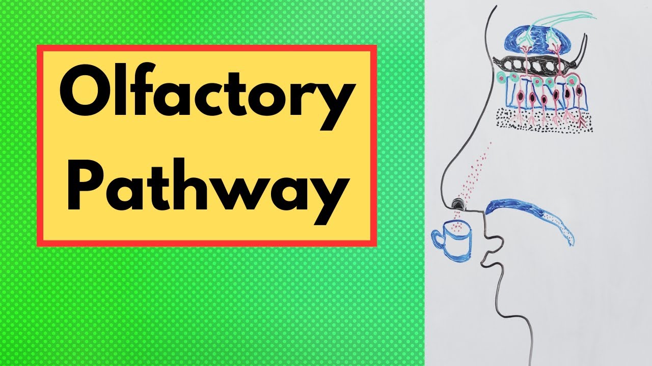 Olfactory pathway // Functions, nerves and network involved in the ...