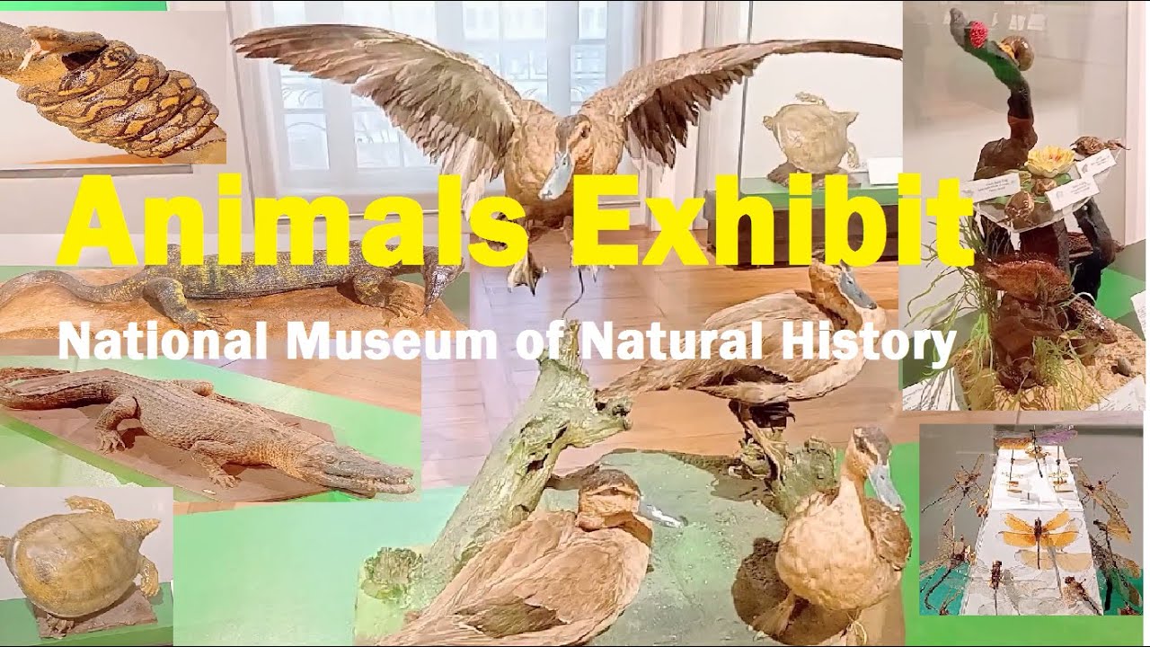 Animals Exhibit at National Museum of Natural History - YouTube