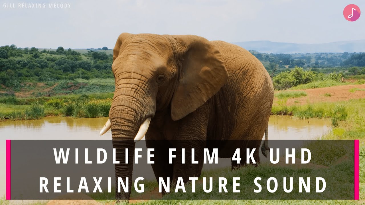 Wildlife Animals 4K Nature Relaxation Film | Meditation Music, Healing ...