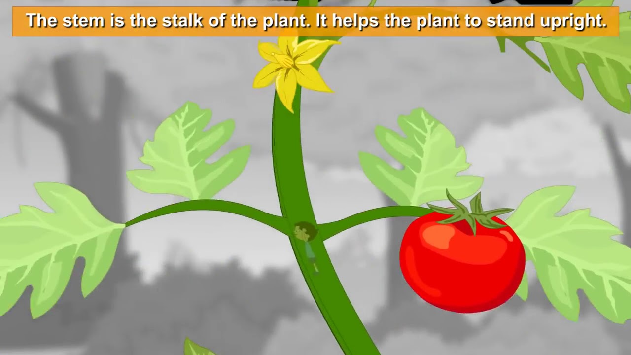 Parts of a Plant Videos for Kids aumsum kids education science plants ...