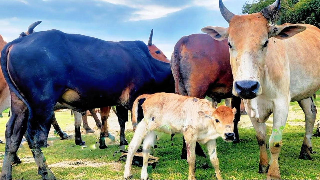 The Ultimate Grass Buffet: Cows Feast in the Open Fields - YouTube