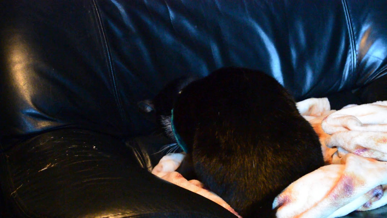 1 year old cat, Binx, Making kitty biscuits. - YouTube