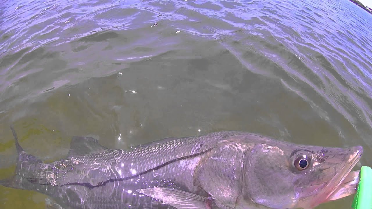 Stud Snook - 36" w/ Capt George Hastick - YouTube
