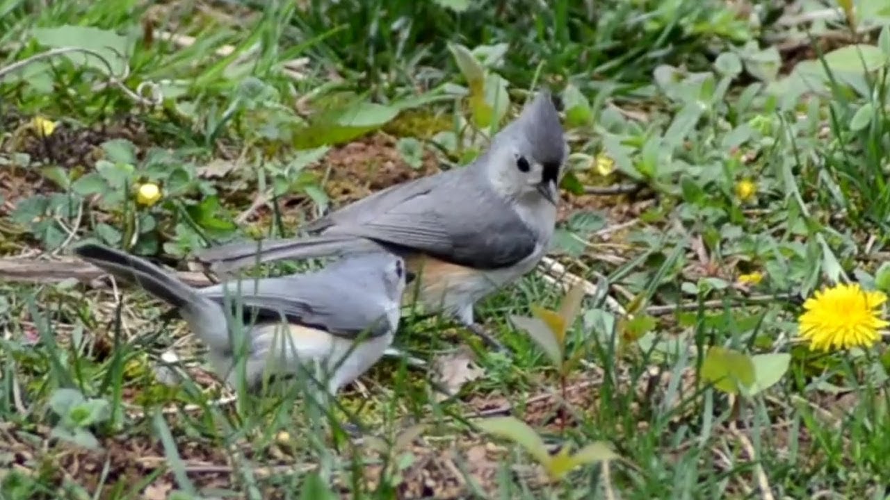 Tufted titmouse birds: Female calling Male to collect more nest ...