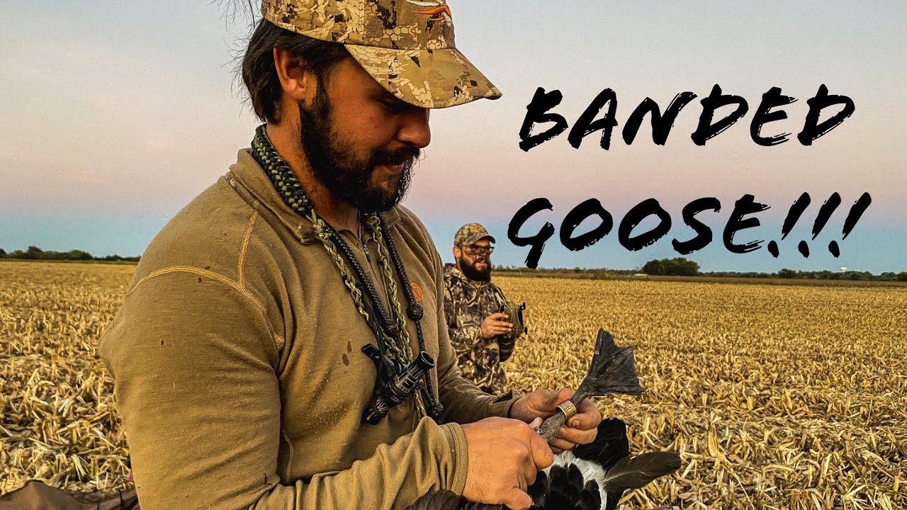 We got a BANDED GOOSE! || Iowa Waterfowl Hunting 2020 || Episode 2 ...