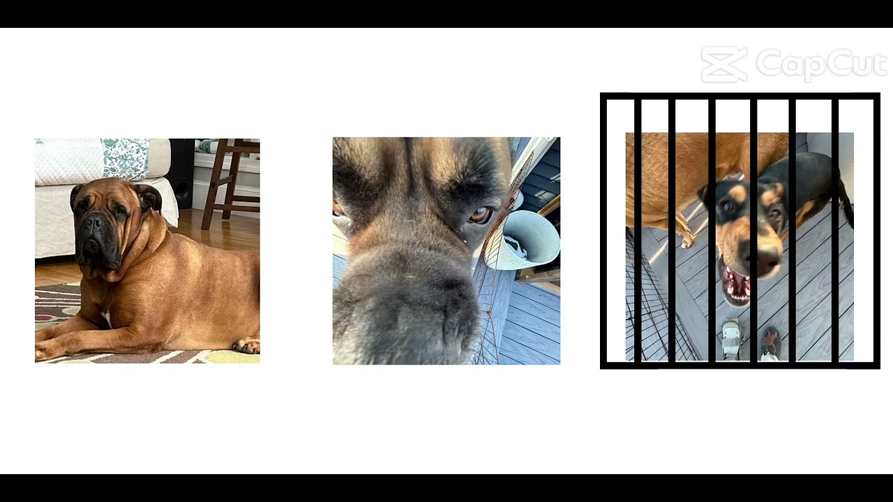 Why is chip in a cage this time?!? (Look in the description pls) - YouTube