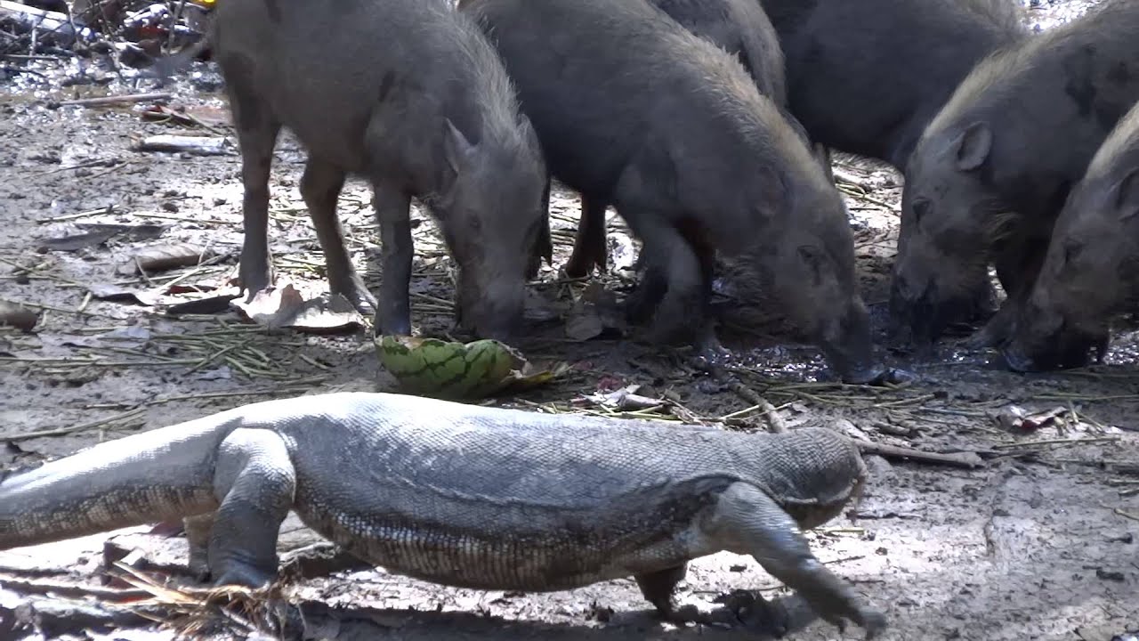 Large water monitor lizard and bearded pigs interacting at Kinabatangan ...
