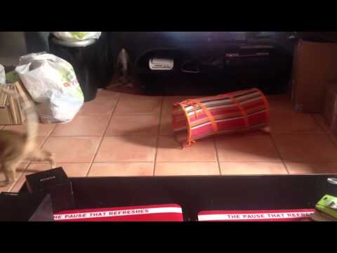 Les petits chats roux de l opéra