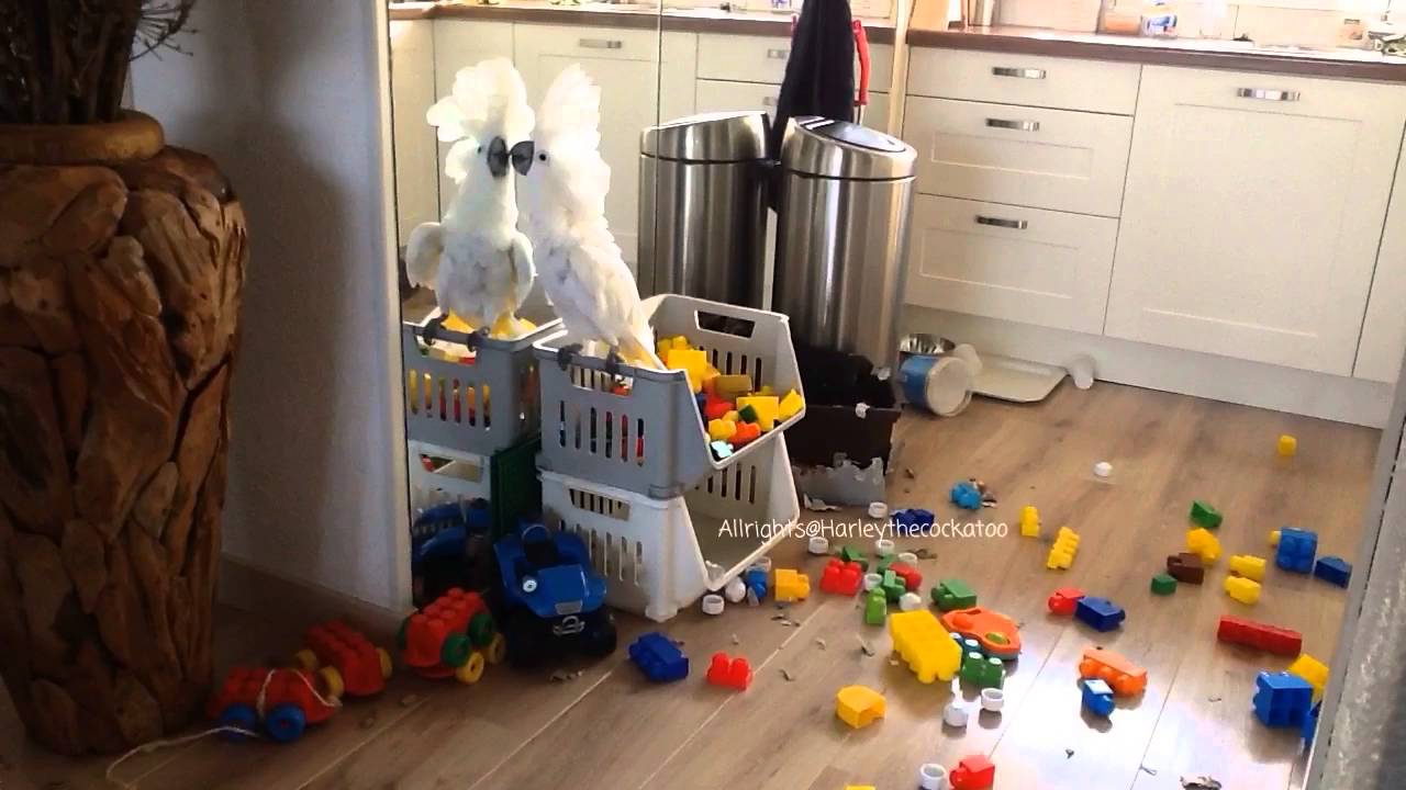 Making Mess Dance💃🏼 - YouTube