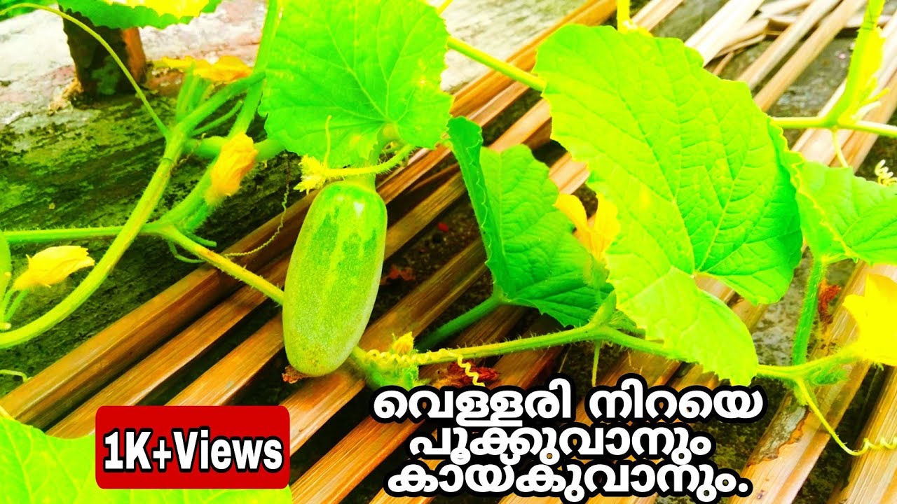 Vellari krishi in malayalam|vellari farming|Ente Adukkalathottam. - YouTube