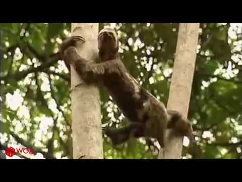 Amazing Puma Persistence Hunt Sloth In Tree | Life Of Puma