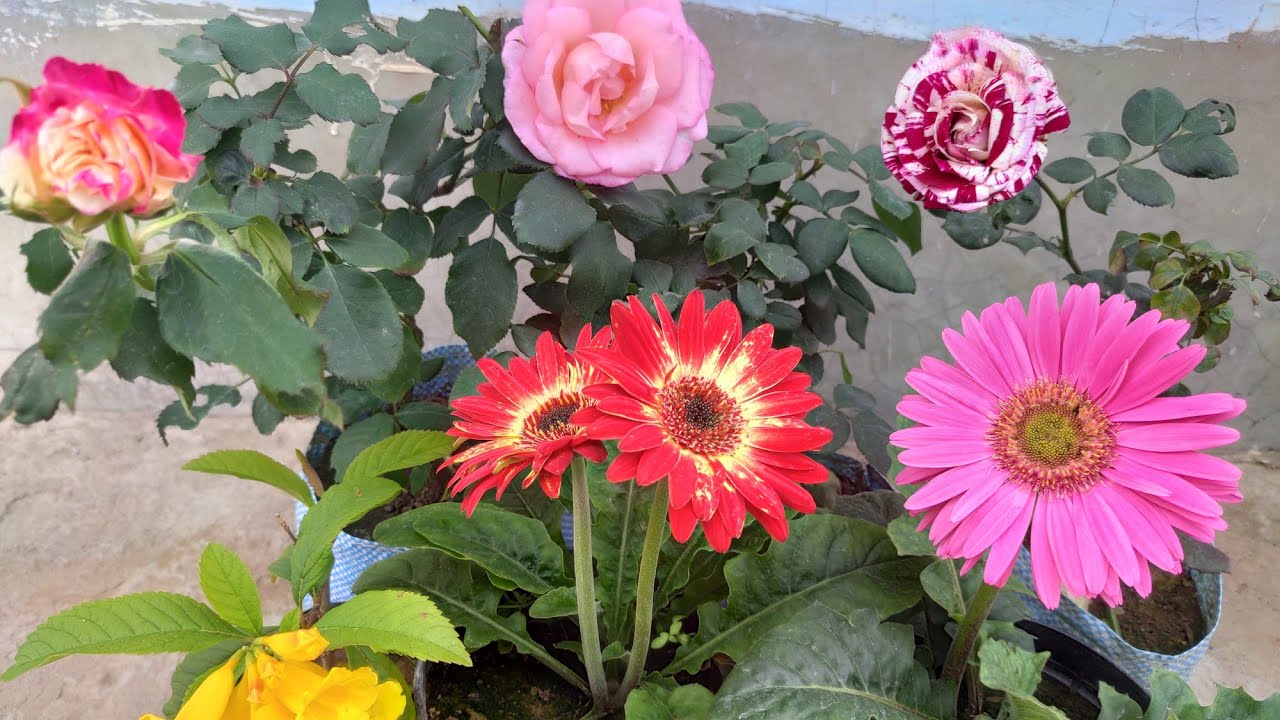 Today's plants shopping ll Roses ll Gerberas ll Gauri Chauri - YouTube
