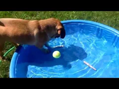 Tickle Berry playing in the pool. Sherman on the other hand doesn't like it.