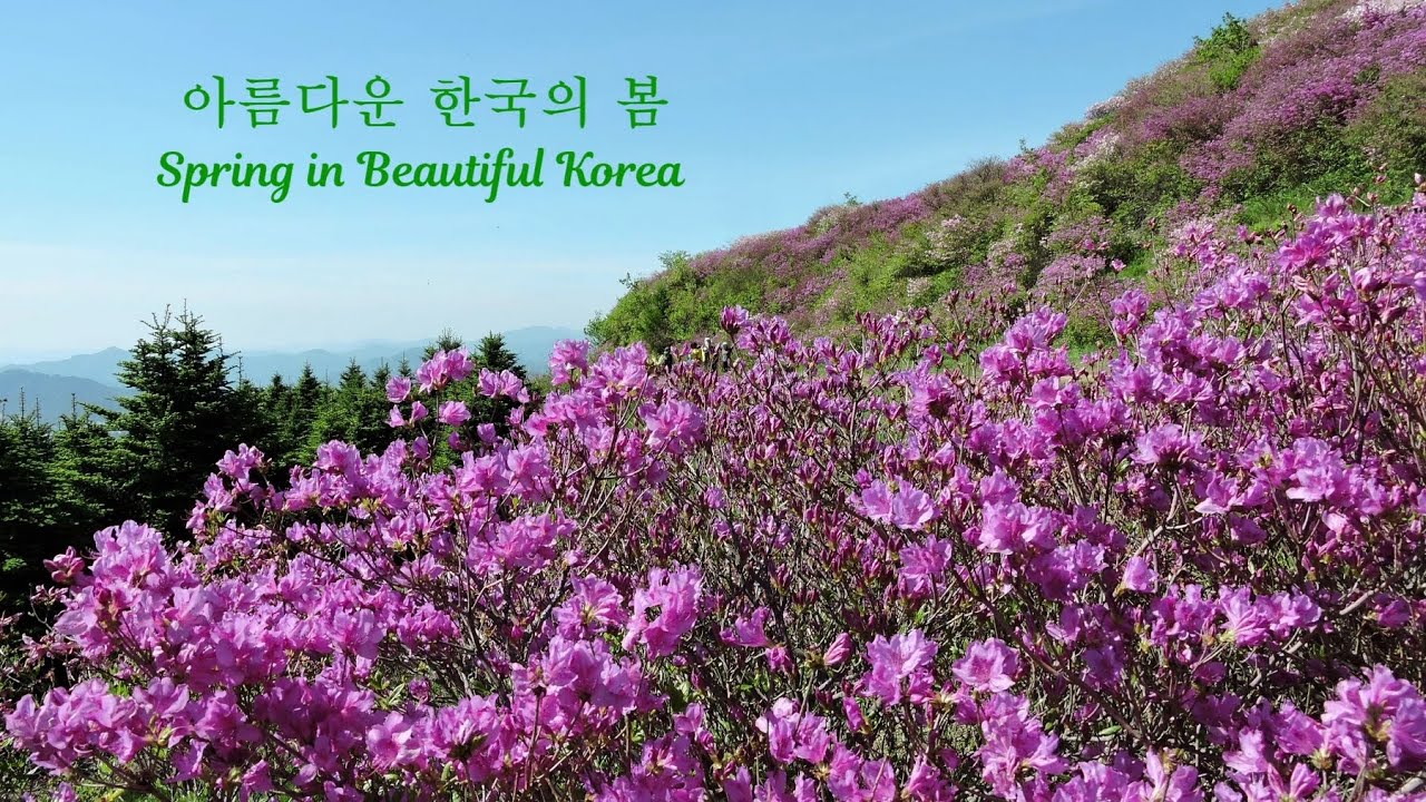 아름다운 한국의 봄 Spring in Beautiful Korea - YouTube