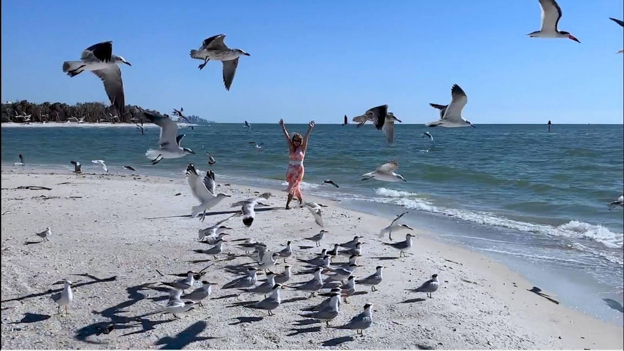 MEWY BIAŁE OSZALAŁE - (Crazy White Seagulls) (4k) - Biało-Czerwoni ...