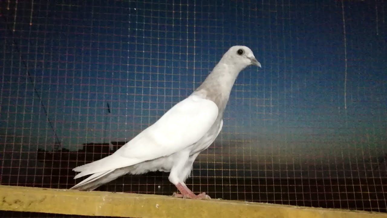 awara bacha aya kese ka aj ||jhelum pigeons - YouTube