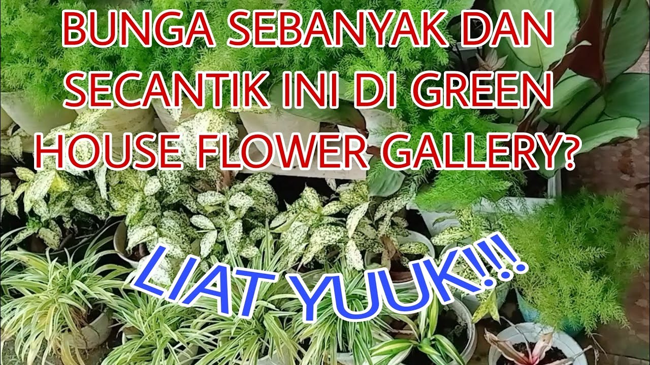 BUNGA SEBANYAK DAN SECANTIK INI DI GREEN HOUSE FLOWER GALLERY? LIAT YUK ...