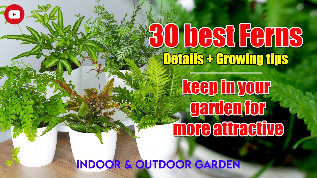 30 best ferns for garden | best ferns for indoor & outdoor garden ...