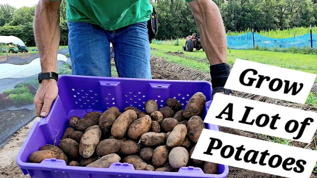 Large Scale Potato Harvesting How To Grow Potatoes In The Ground