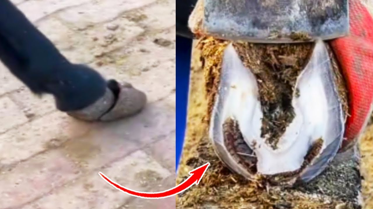 The donkey's shoe almost fell off! Give it a trim and restore it to ...
