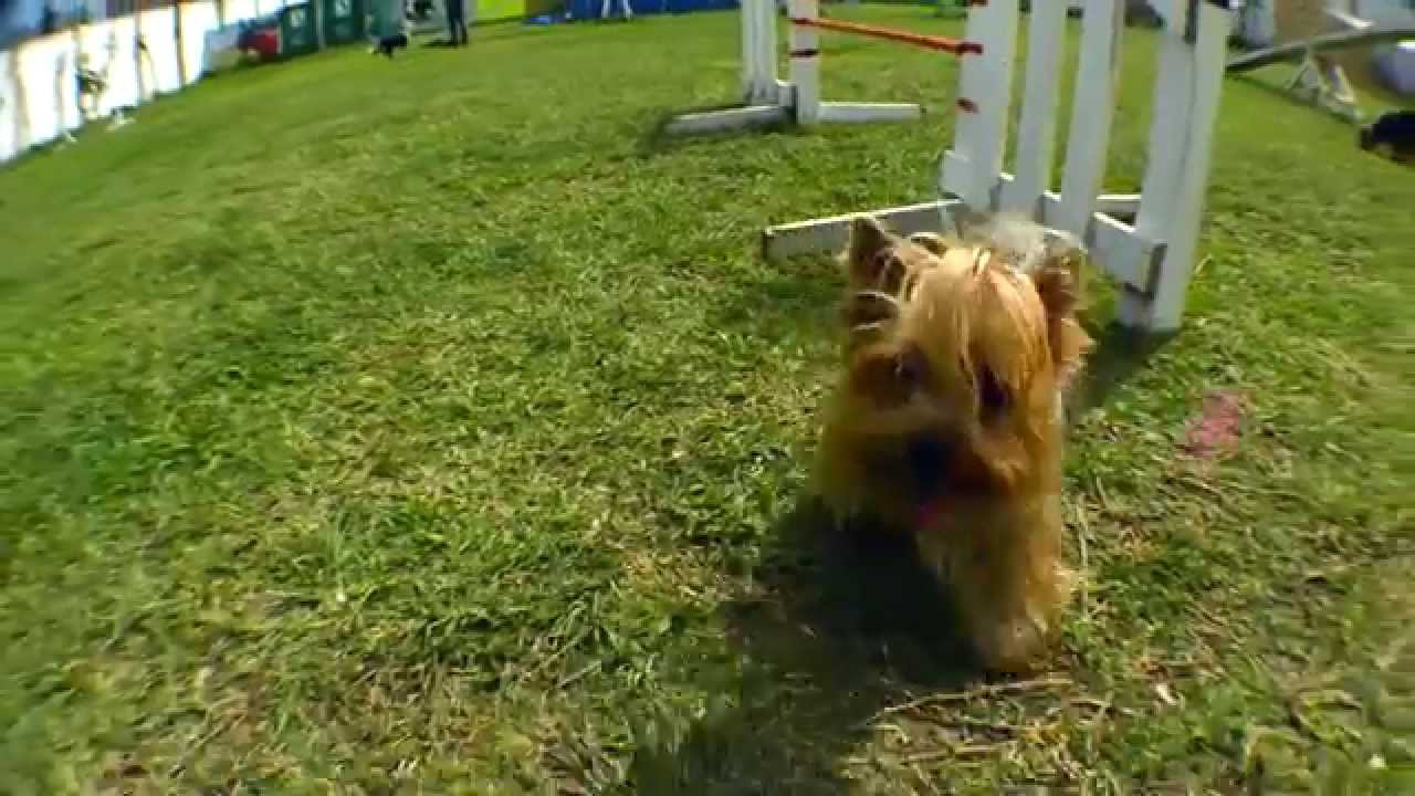 Parque para Perros Star Dogs - San Andrés Cholula - YouTube