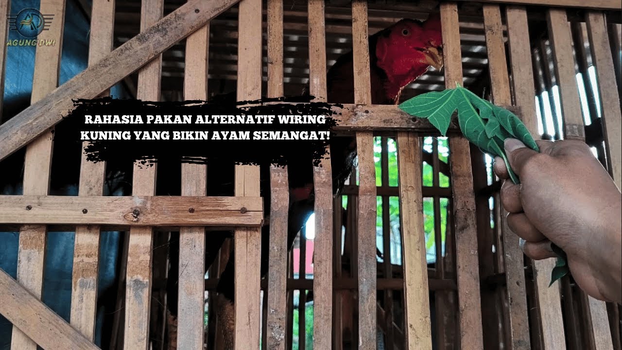 Rahasia Pakan Alternatif Wiring Kuning yang Bikin Ayam Semangat ...