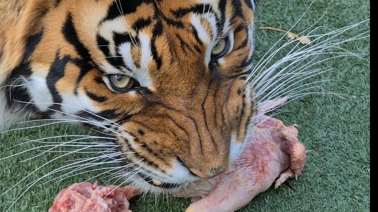 This is how a tigers destroy metal ! - YouTube
