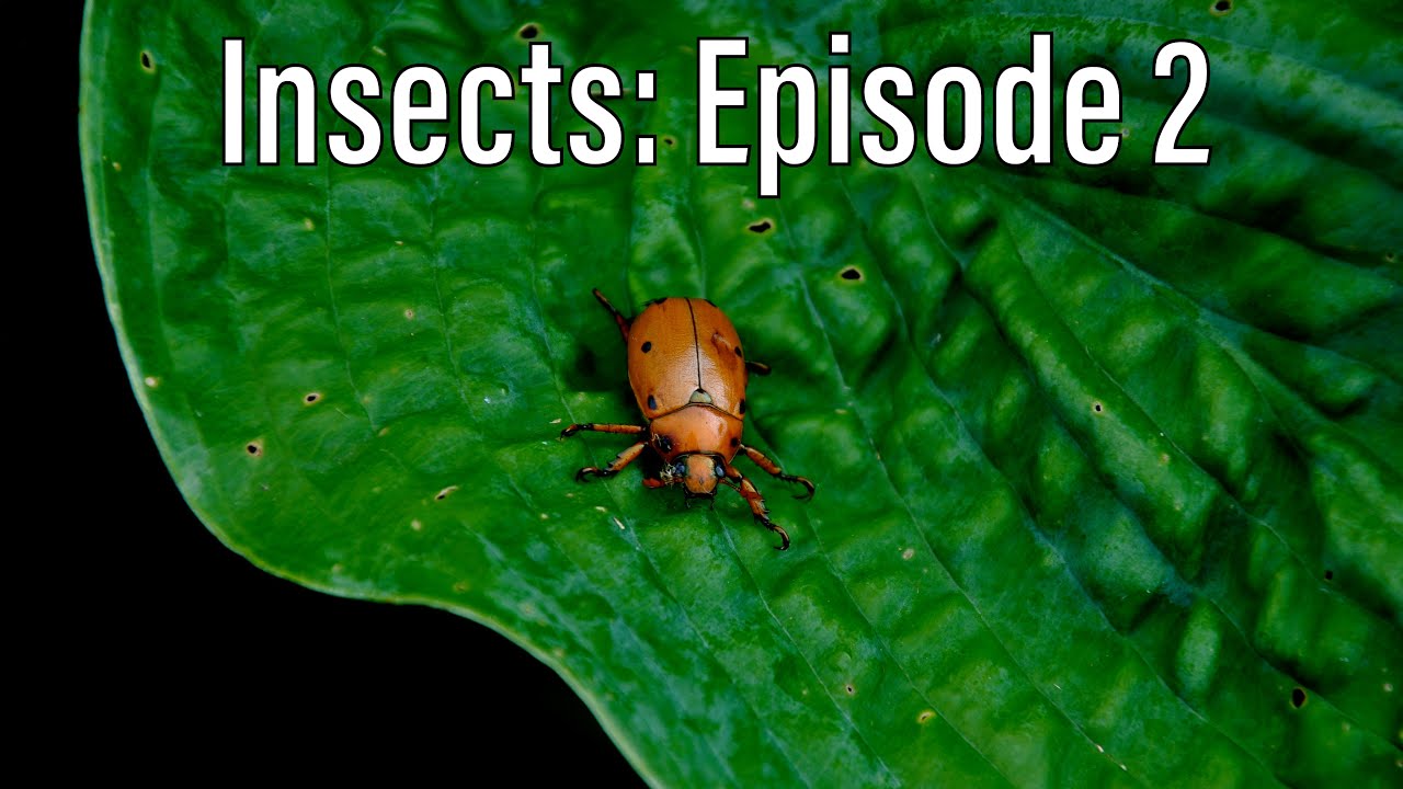 Episode 2: Featuring Bugs - YouTube