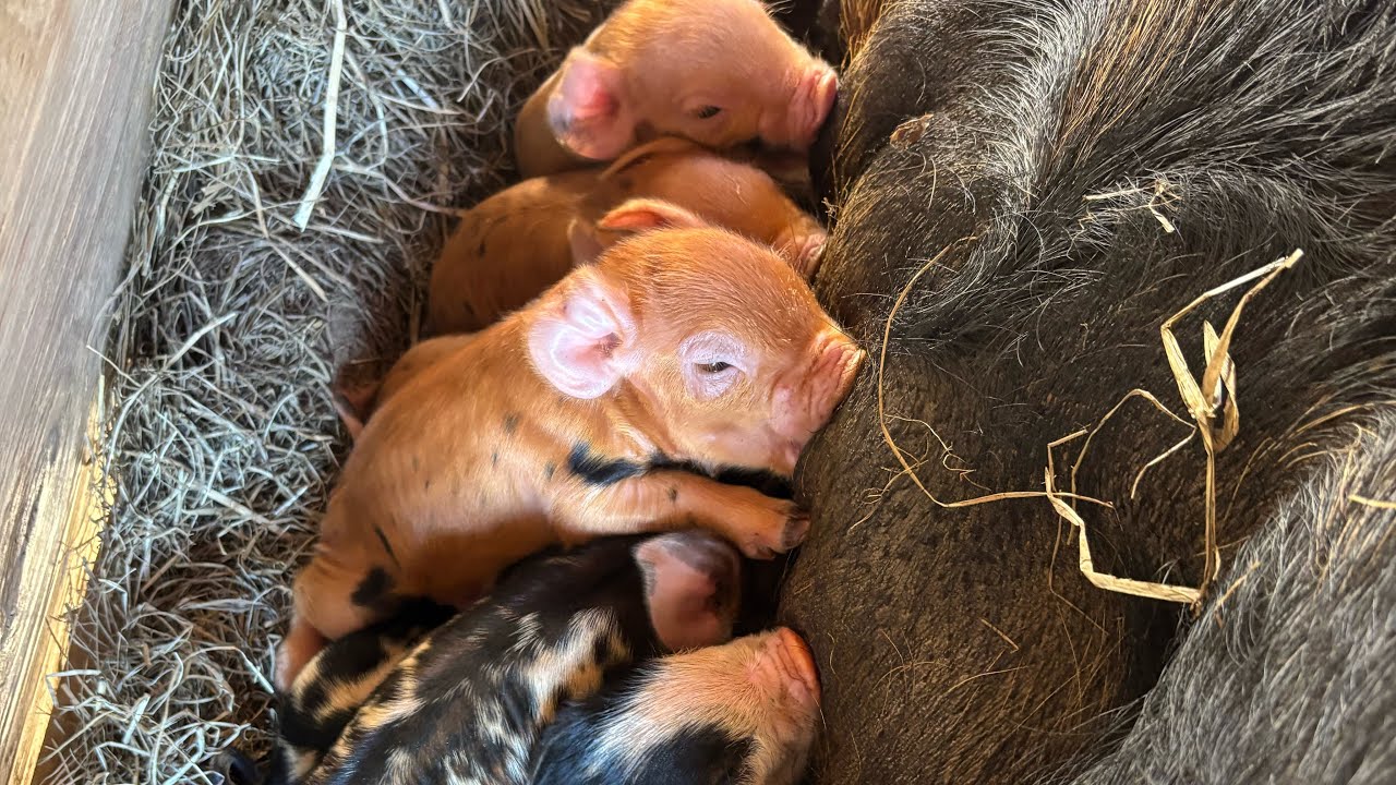 The Cutest Spring Babies on the Farm You Need to See! (vlog 109) - YouTube