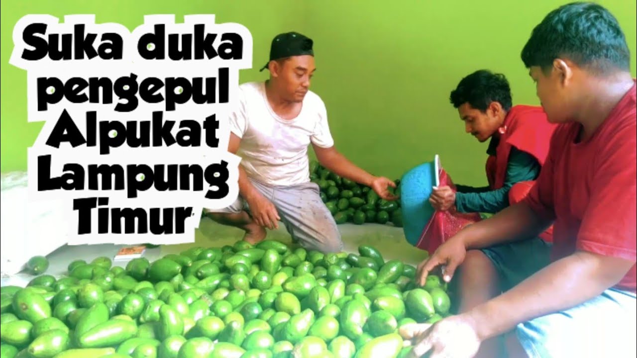 Suka duka pengepul Alpukat Lampung timur - YouTube
