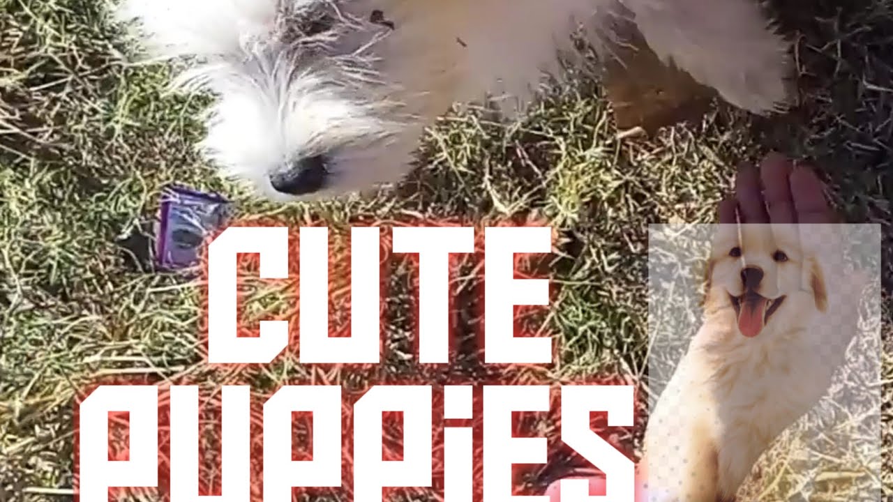 cute baby dogs|BNJ vloggers - YouTube
