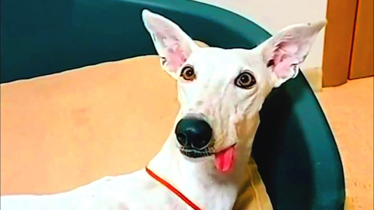 Funny animals. The most funny moments with cats and dogs. Animal Sounds ...