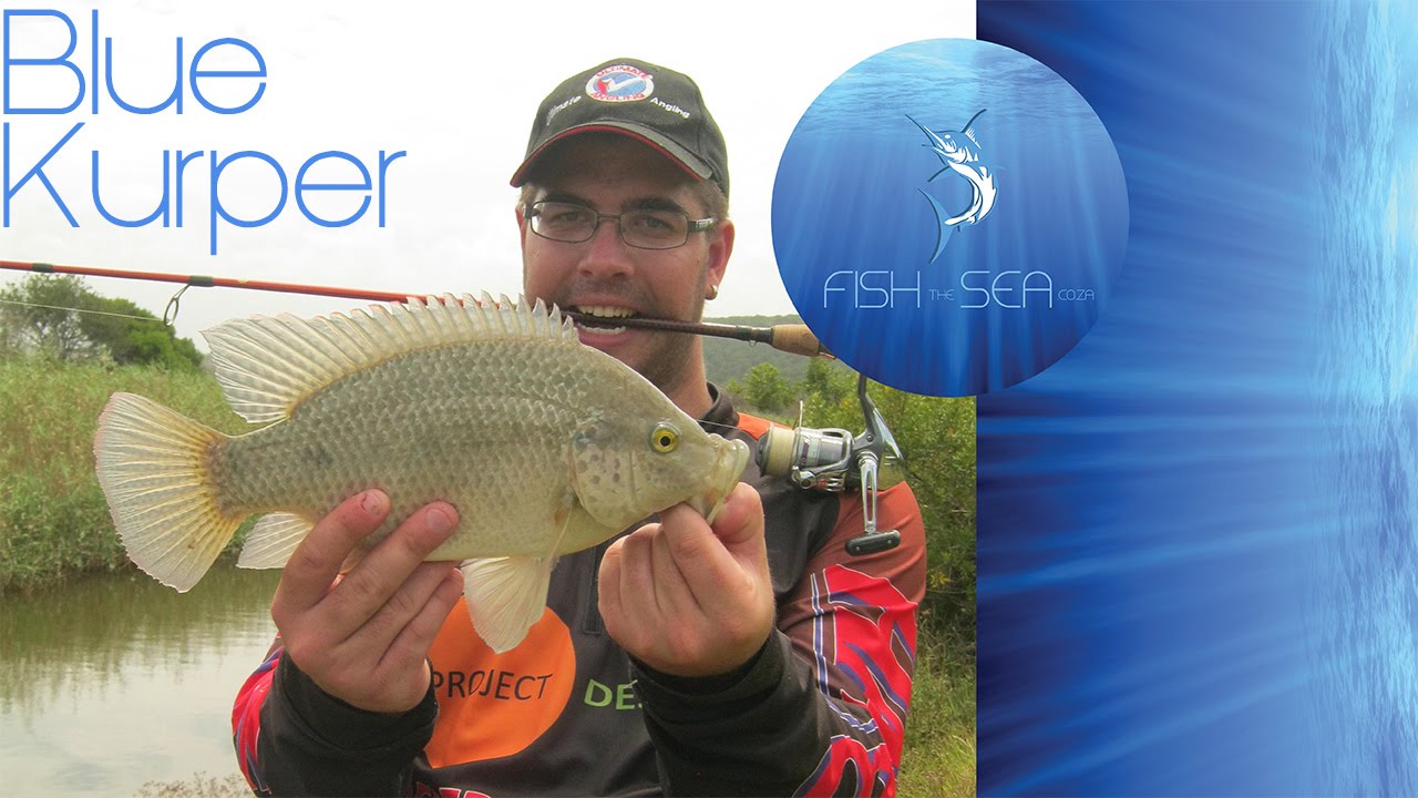 Blue Kurper Bait Fishing In Saltwater! | Fish The Sea - YouTube