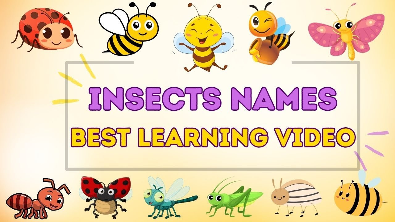 Fun and Easy Insect Names Learning Adventure! | Learn Insects & Bugs ...