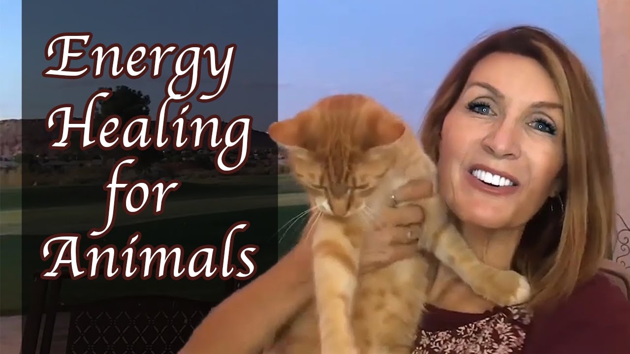 How to connect with your pet-Energy Healing for animals [Energy Shot ...