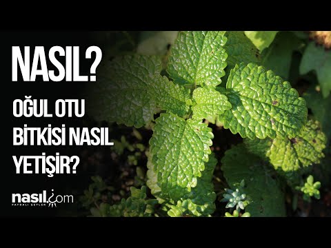 Tıbbi ve Aromatik Bitkiler Serisi: OĞUL OTU Bitkisi Nasıl Yetişir? #Oğulotu #Armoterapi #Frekans