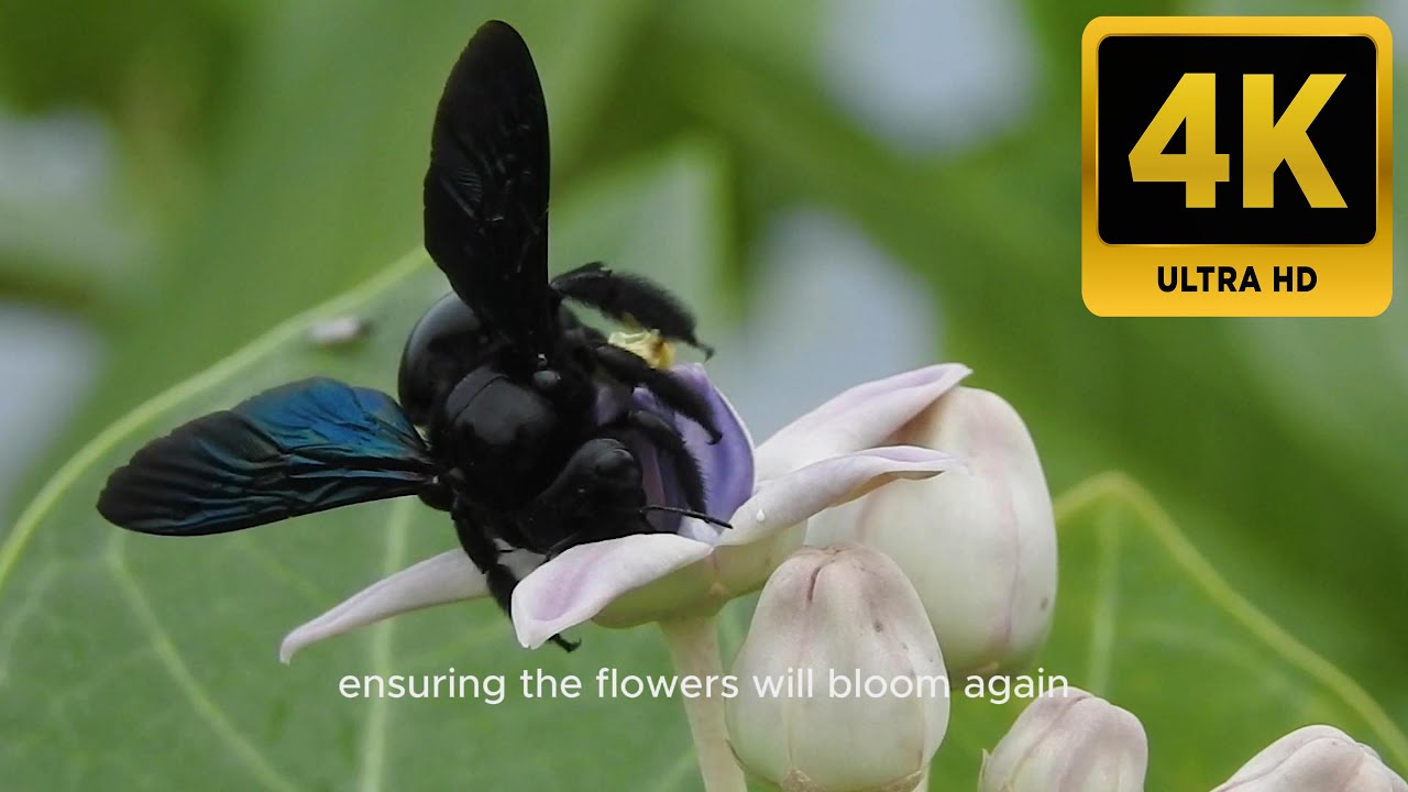 How The Animals & Insect Make Impact In the Village - YouTube