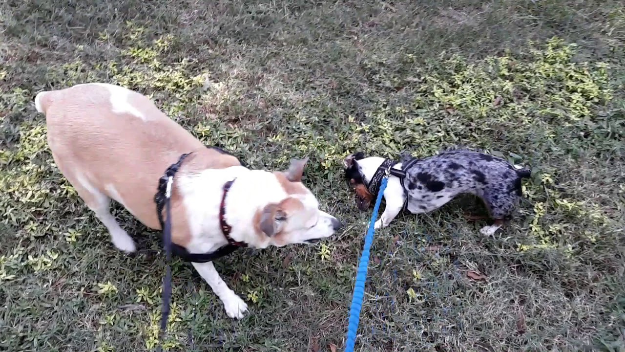 Dogfight Mini Dachshund "Baby Jo" vs Beagle Mix "The Bean" Cutest ...