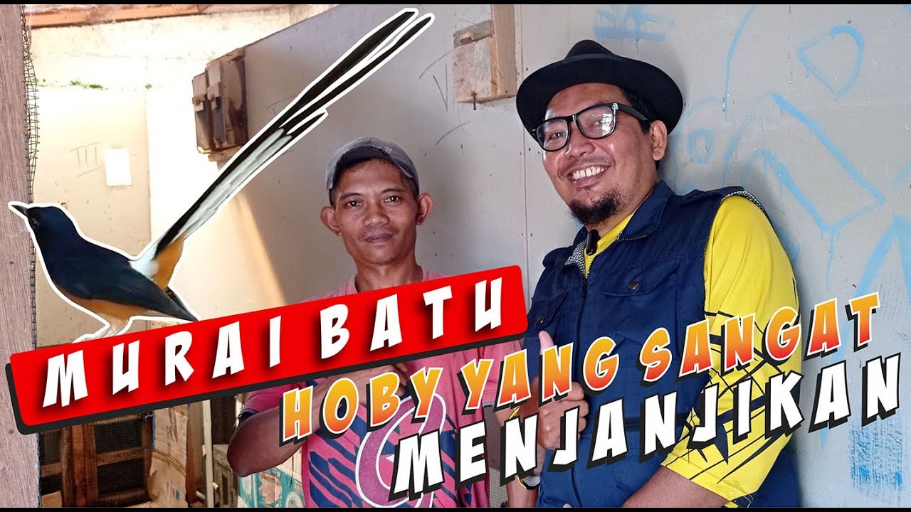 MURAI BATU Hoby yang sangat Menjanjikan - YouTube