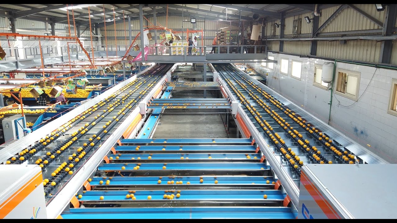 Elisam GT Citrus high-speed optical grader - YouTube