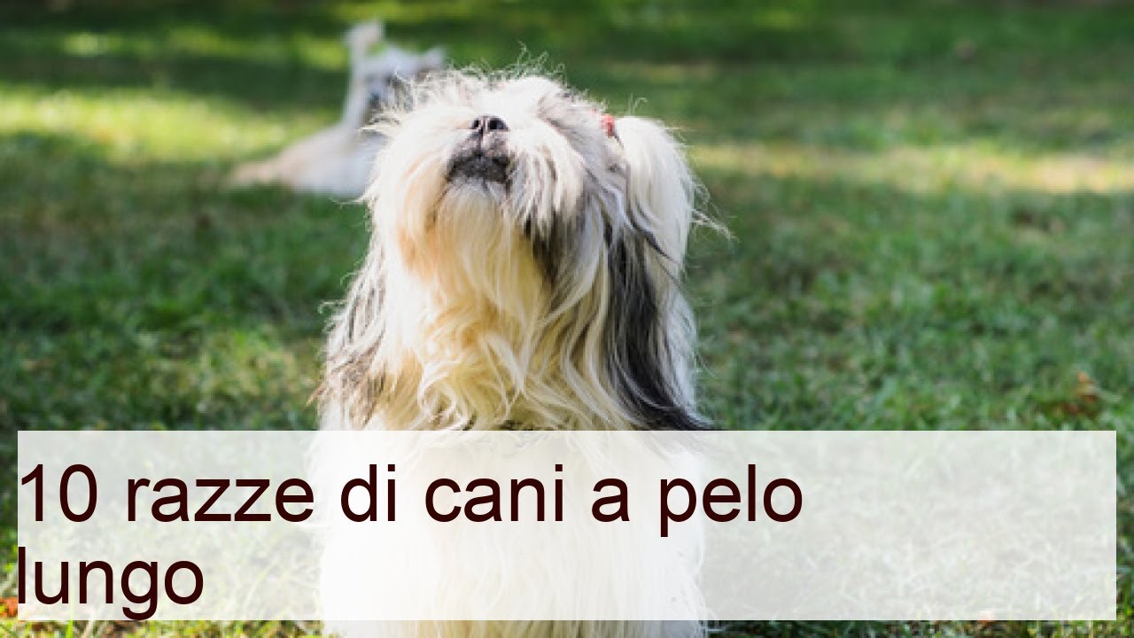 10 razze di cani a pelo lungo - YouTube