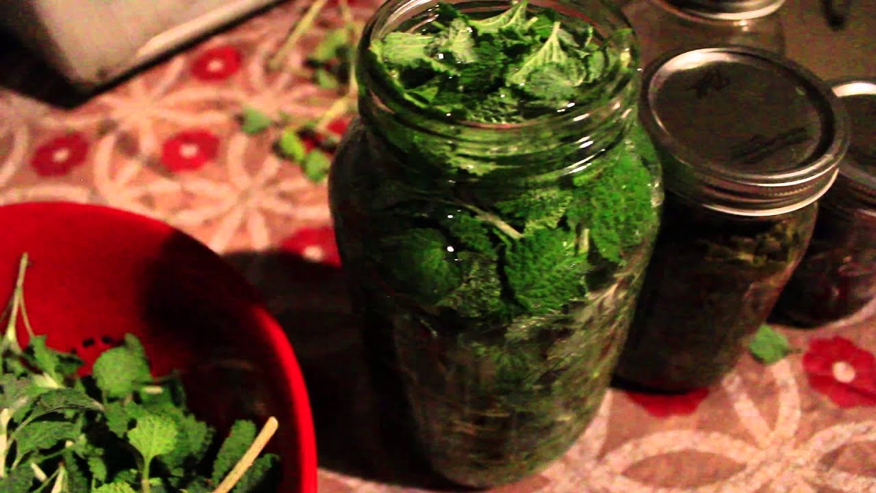 How to Make Horehound Herbal Extract! - YouTube