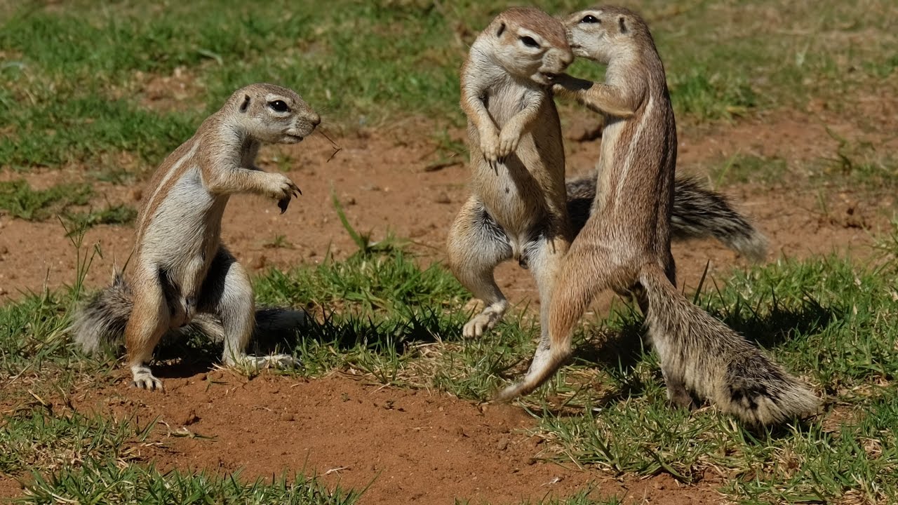 African Ground Squirrels - Filmed by Greg Morgan - YouTube