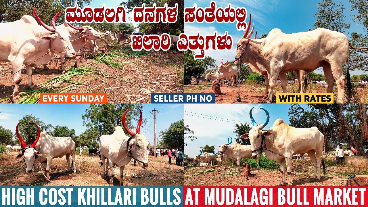 Premium Khillari Bulls at Mudalagi Cattle Market in Karnataka | Ox ...