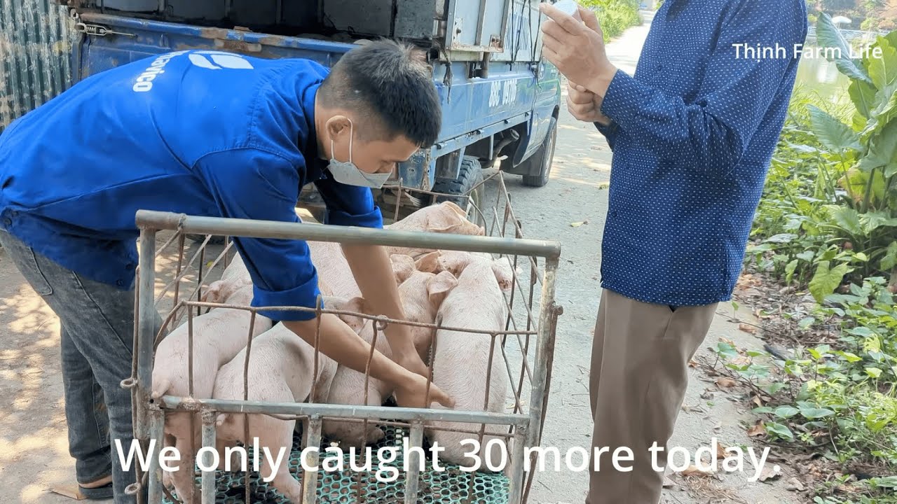 Buy more piglets - clean grass for the farm | Thịnh Farm Life - YouTube