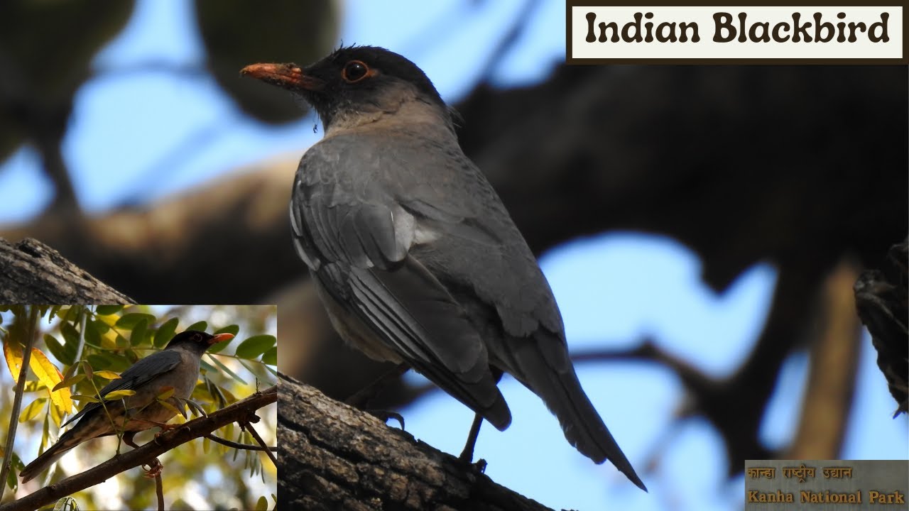 Indian Blackbird-Birds of Kanha |Bird-65 - YouTube